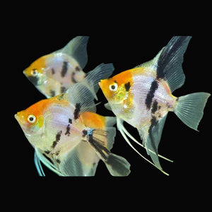 Angelfish | Buy Angel fishes Online at Best Price in India – Best4Pets