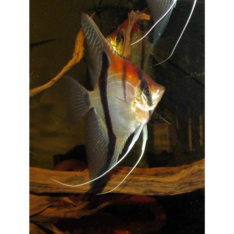 Red Shoulder Angelfish ML (Pair) – Best4Pets