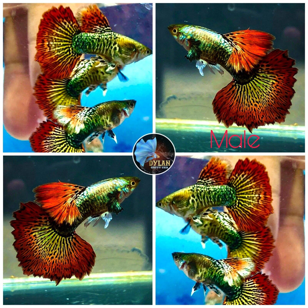 Multicolour Dragon Guppy (Pair) – Best4Pets