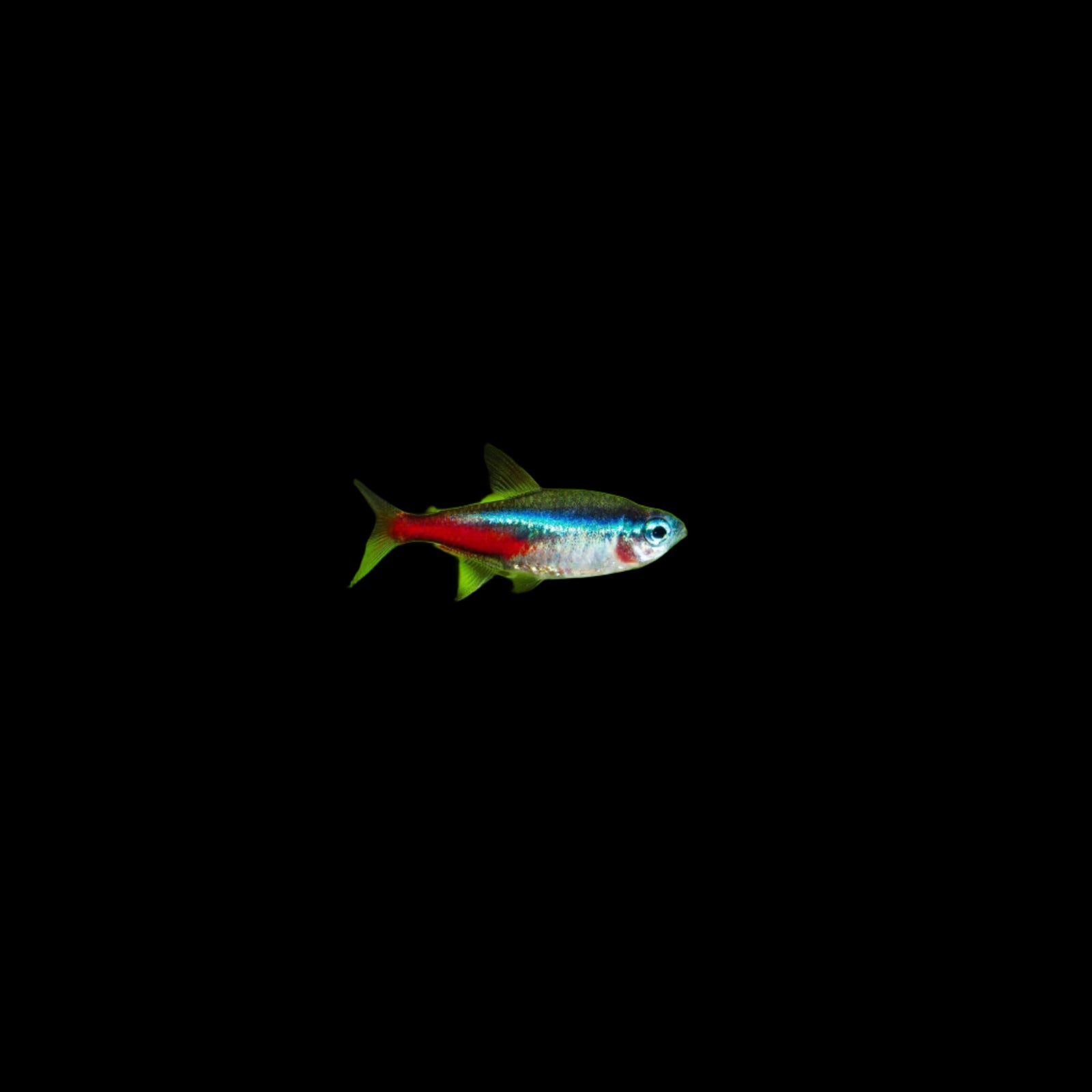 Neon Tetra (Pair) – Best4Pets