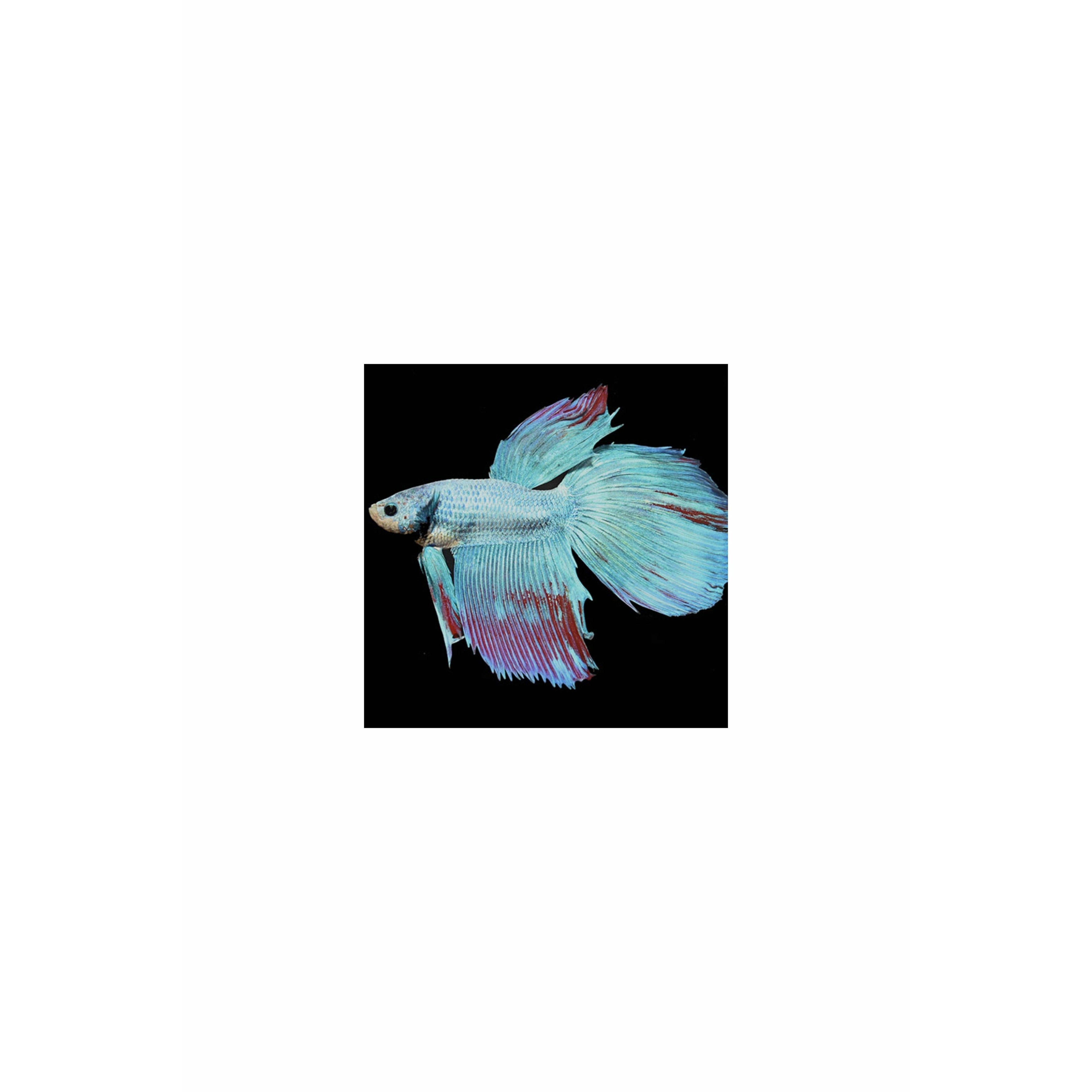 Buy Betta Fish Online For Your Aquarium | Big Collection – Best4Pets