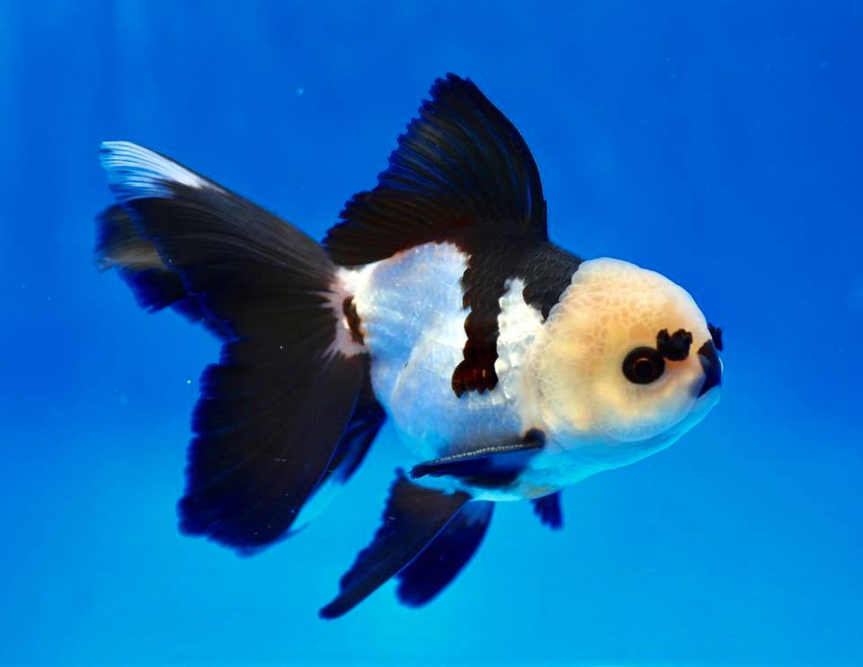 Panda Oranda 4inch – Best4Pets