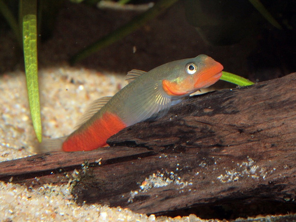 Red Lipstick Goby – Best4Pets