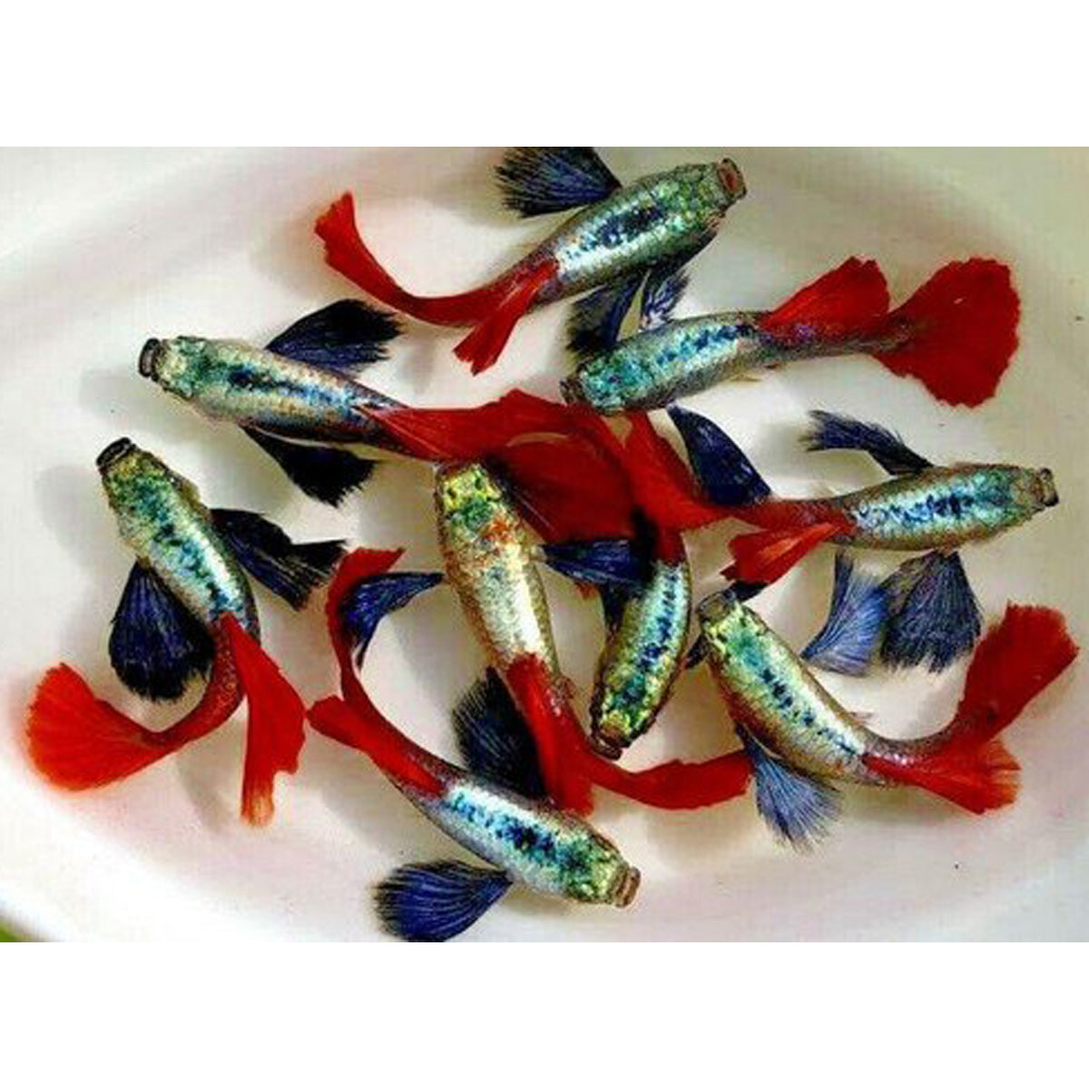 Buy Guppy Fish Online in India | Best Collection – Best4Pets