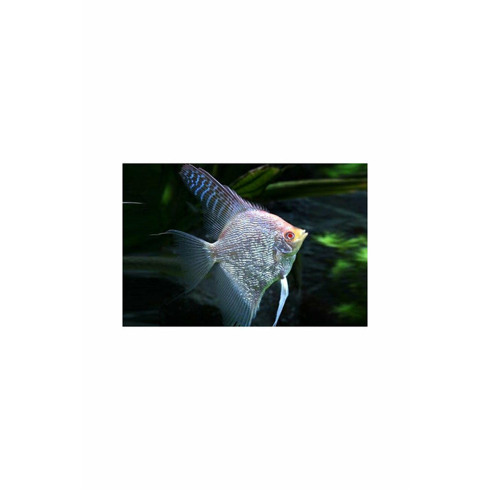 Red Eye Angelfish L – Best4Pets