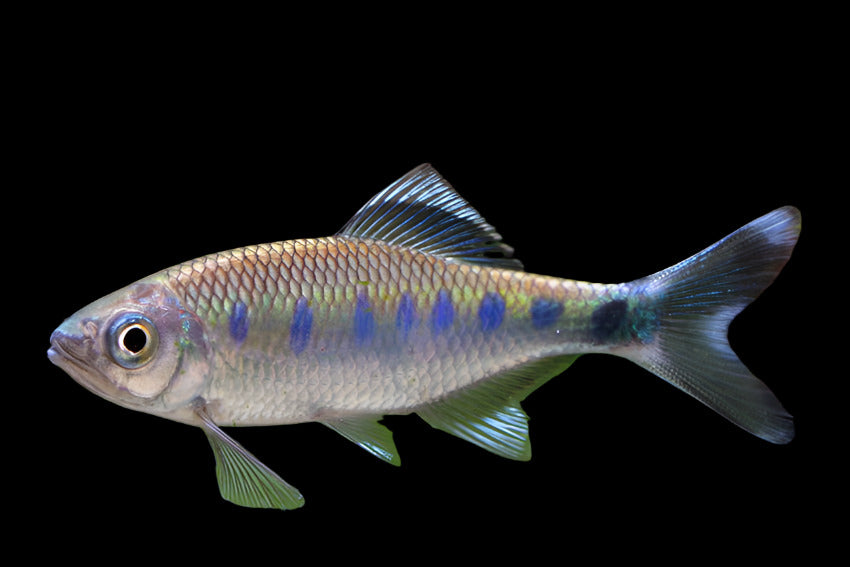 Native Indian Fish – Best4Pets