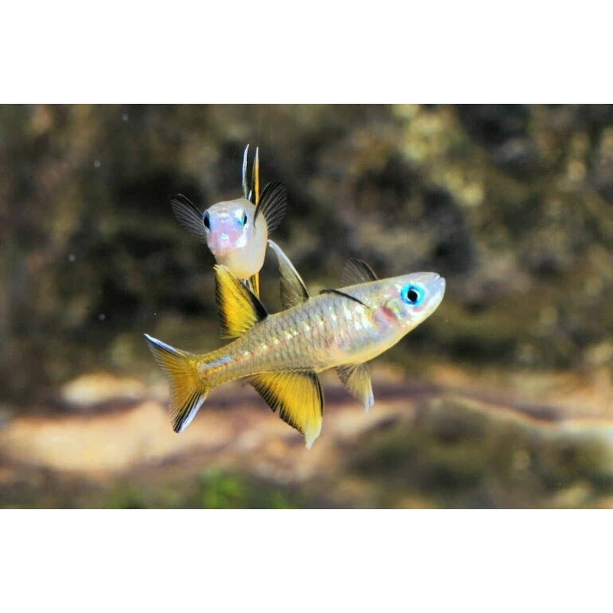 Pacific Blue Eye Rainbow (Pair) – Best4Pets