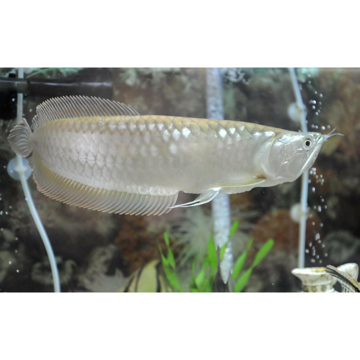Buy Vastu Fish Online in India at Lowest Price – Best4Pets