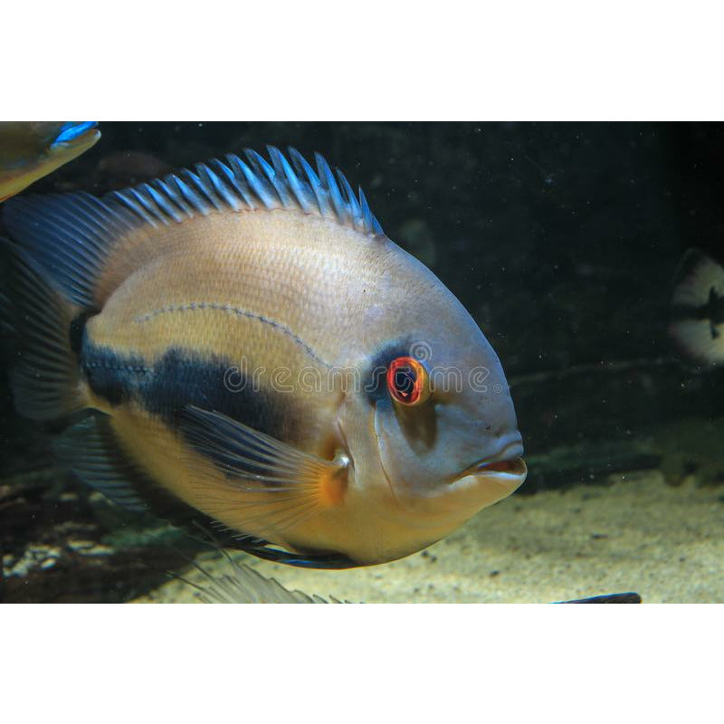 Uaru Cichlid 4inch – Best4Pets